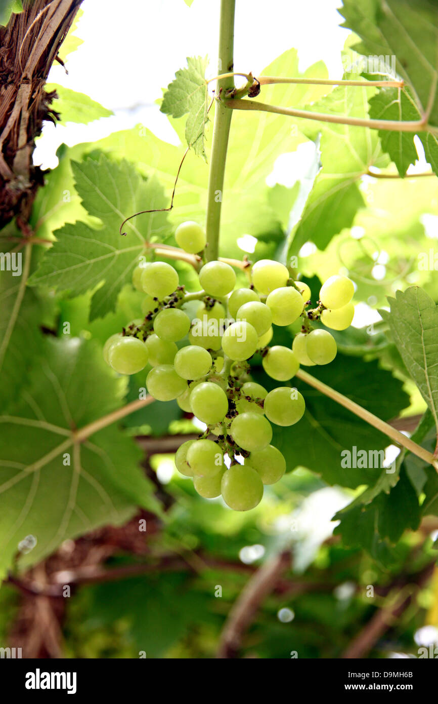 The Green seedless grapes on the tree Stock Photo - Alamy