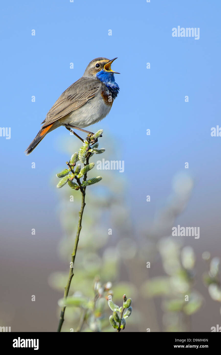Blue robins hi-res stock photography and images - Alamy