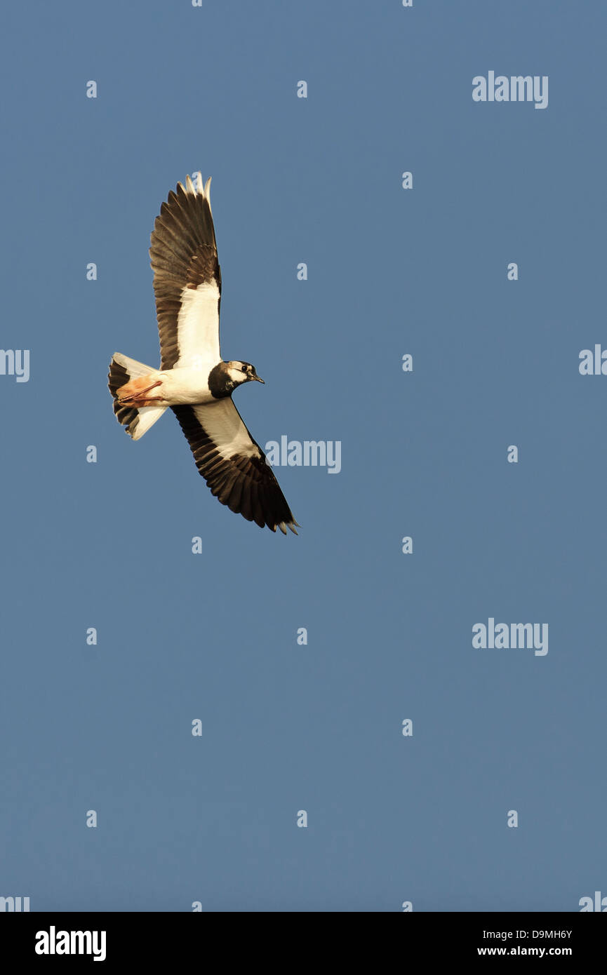 Peewit or kiewitz hi-res stock photography and images - Alamy