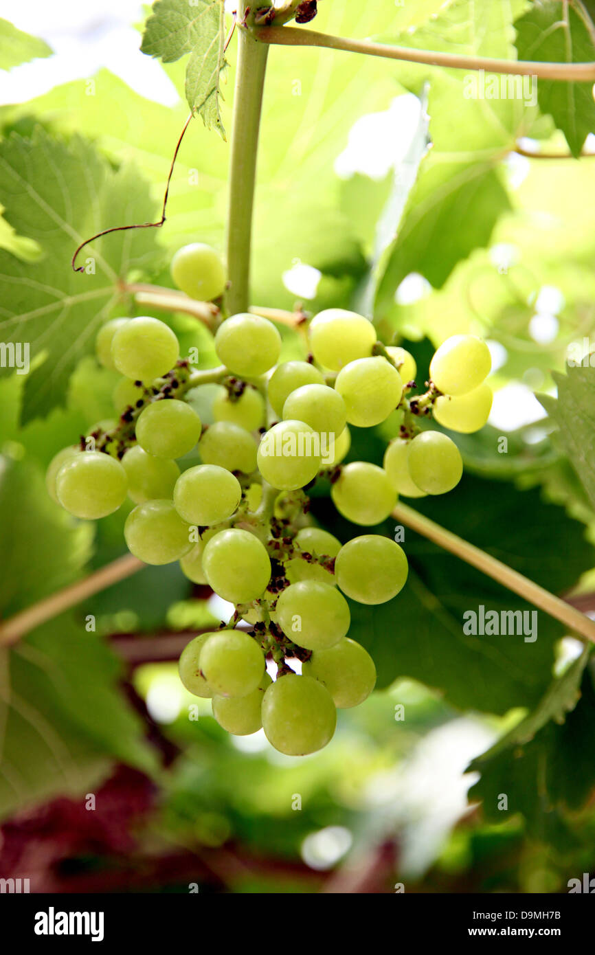 The Green seedless grapes on the tree Stock Photo - Alamy