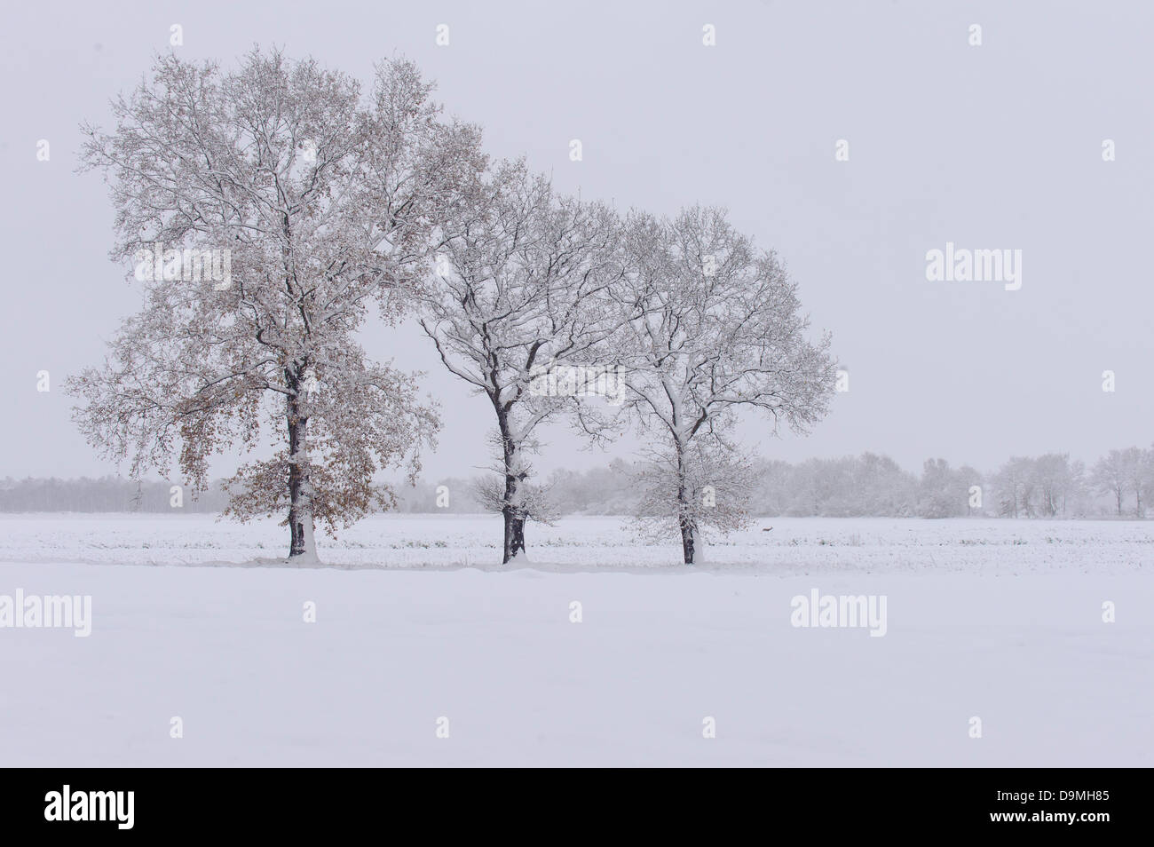 Tree in winter scenery Stock Photo - Alamy