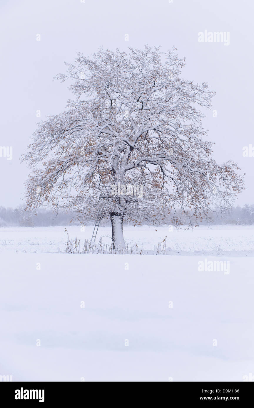 Tree in winter scenery Stock Photo - Alamy