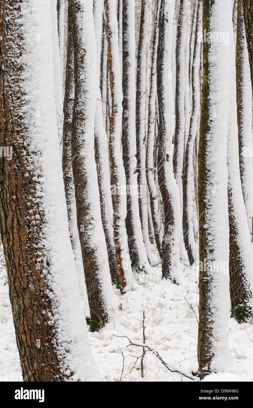 Alder Trees In Winter High Resolution Stock Photography and Images - Alamy