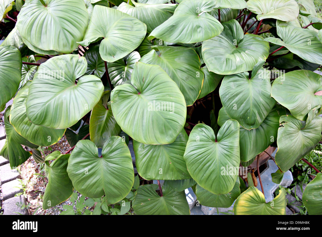 The big green Leaves in the garden Stock Photo - Alamy