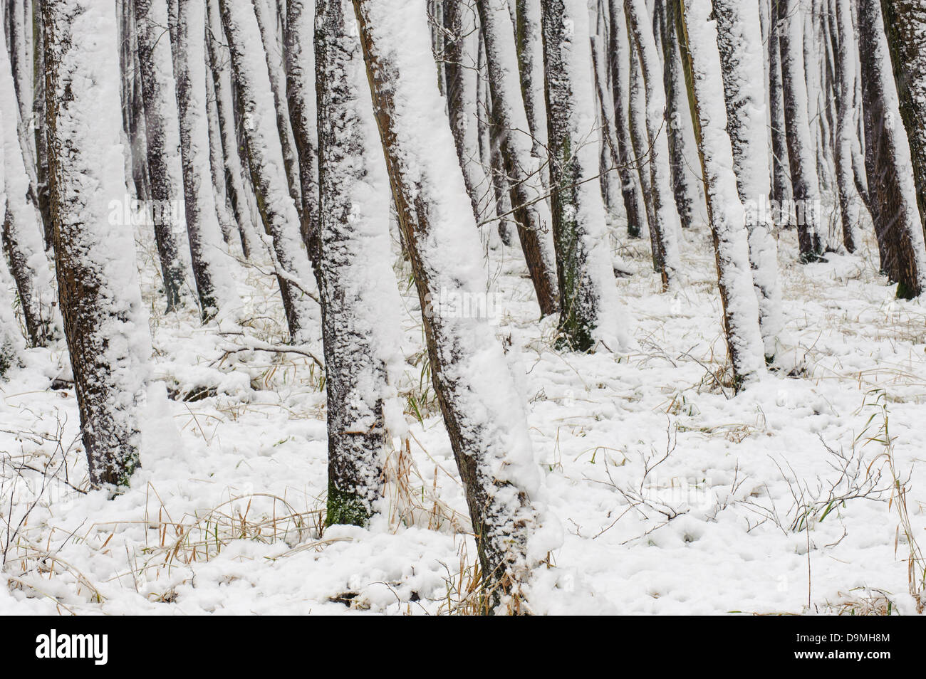Alder trees in winter hi-res stock photography and images - Alamy