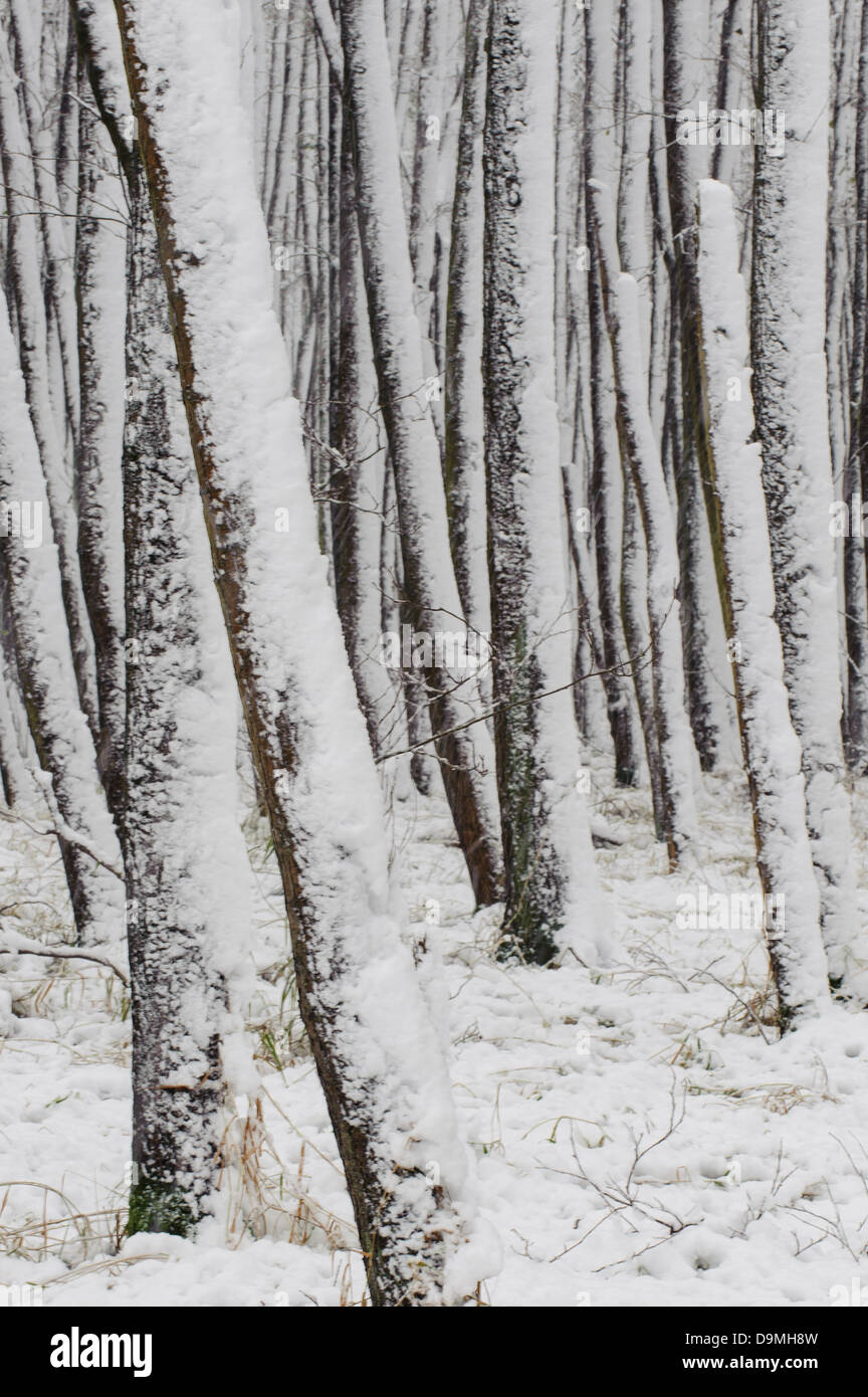 Alder Trees In Winter High Resolution Stock Photography and Images - Alamy