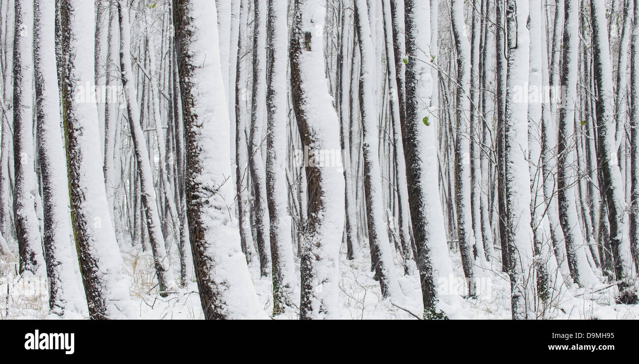 Winter in the alder wood, trees trunks snow Stock Photo - Alamy