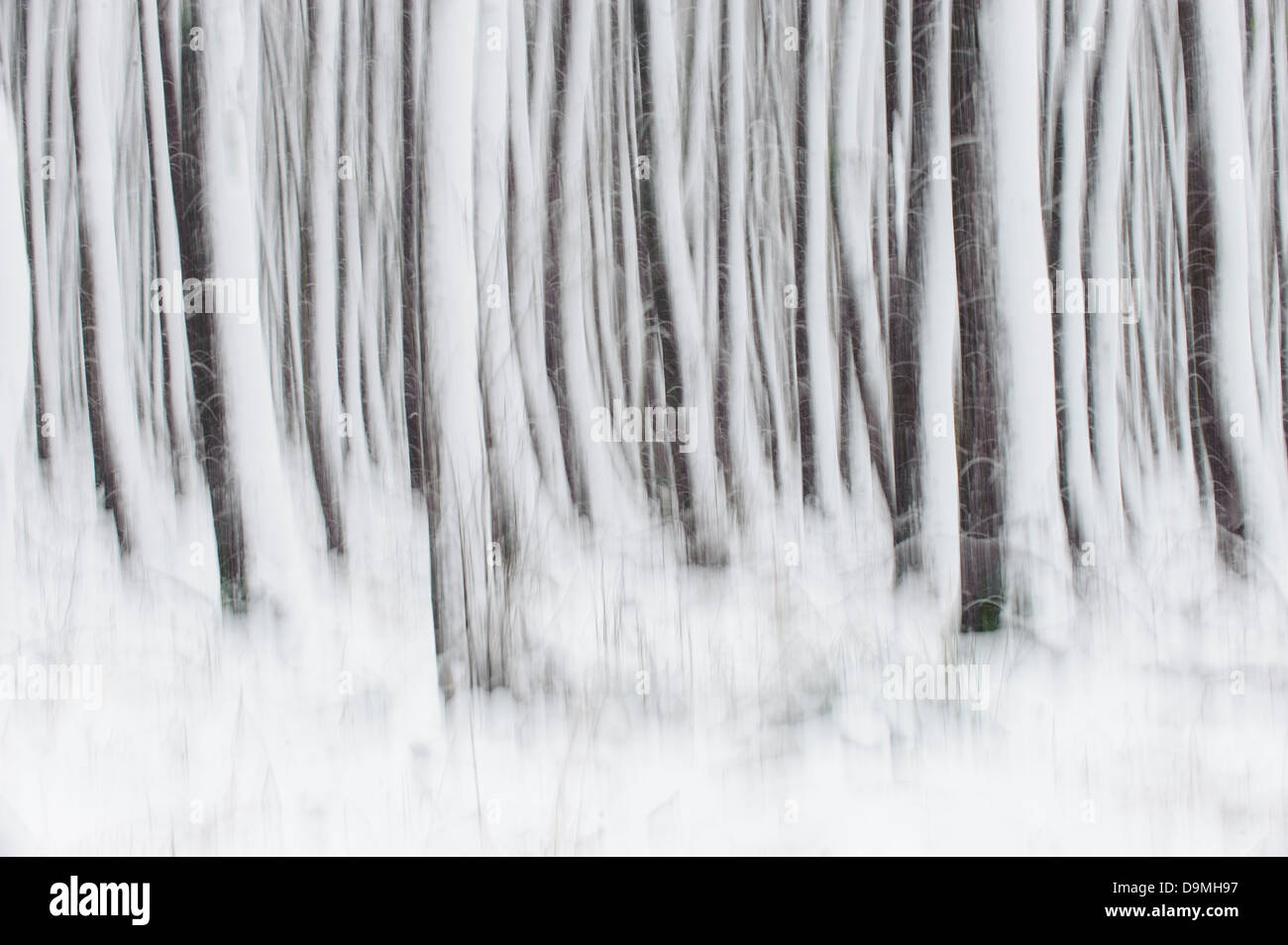 Alder trees in winter hi-res stock photography and images - Alamy