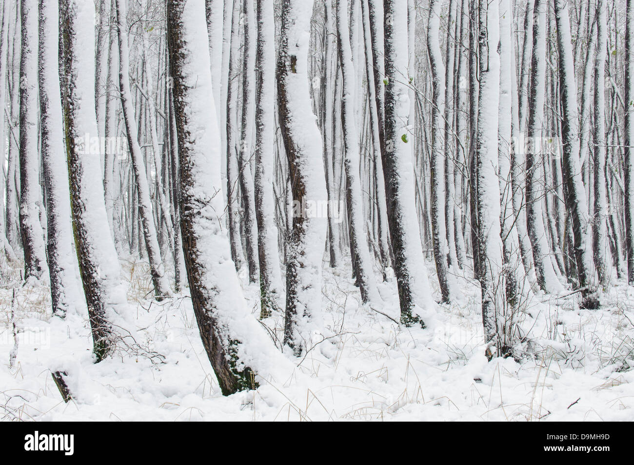Alder Trees In Winter High Resolution Stock Photography and Images - Alamy