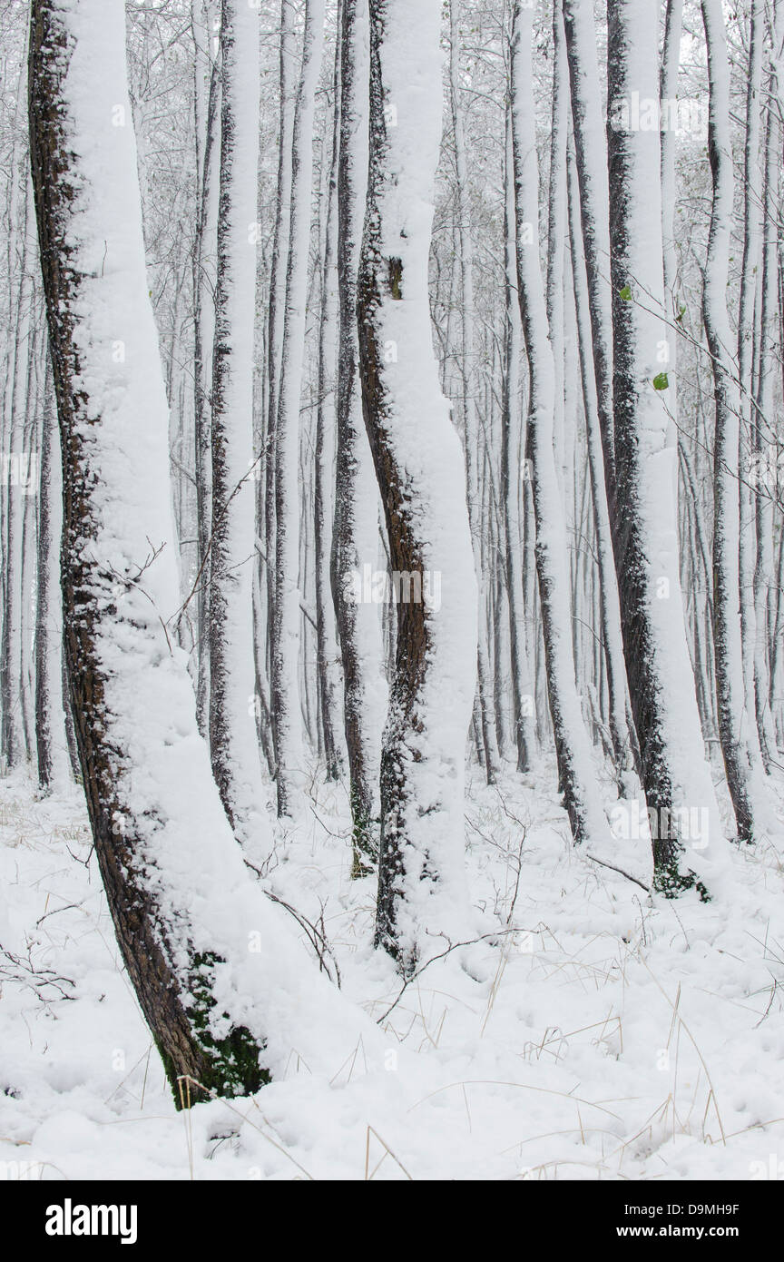 Winter in the alder wood, trees trunks snow Stock Photo - Alamy