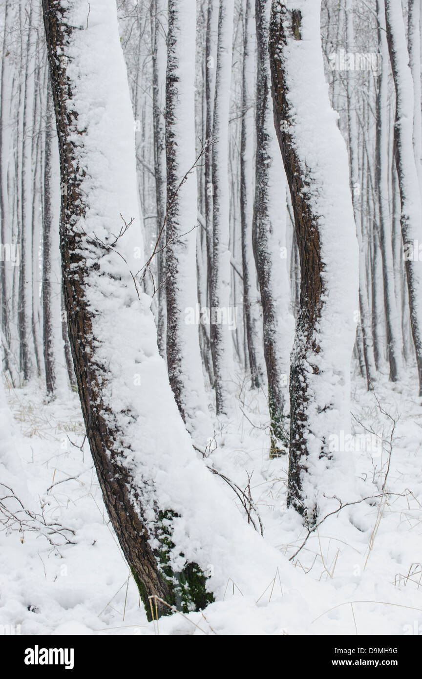 Alder Trees In Winter High Resolution Stock Photography and Images - Alamy