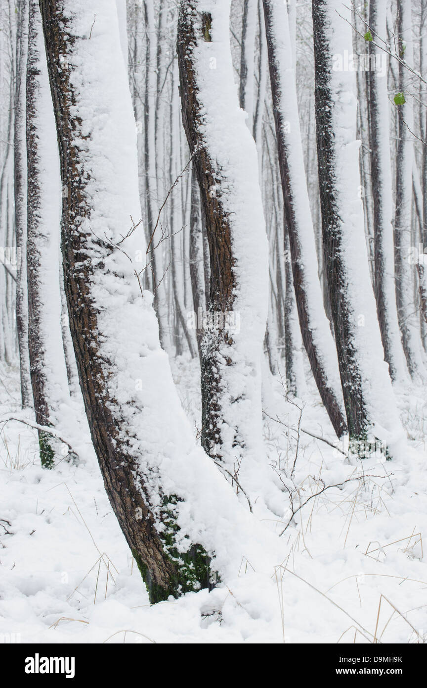 Alder Trees In Winter High Resolution Stock Photography and Images - Alamy