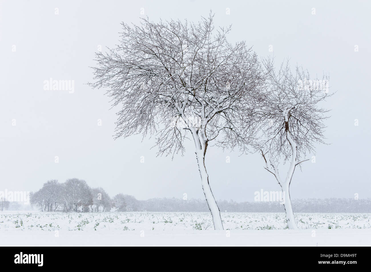 Tree in winter scenery Stock Photo - Alamy