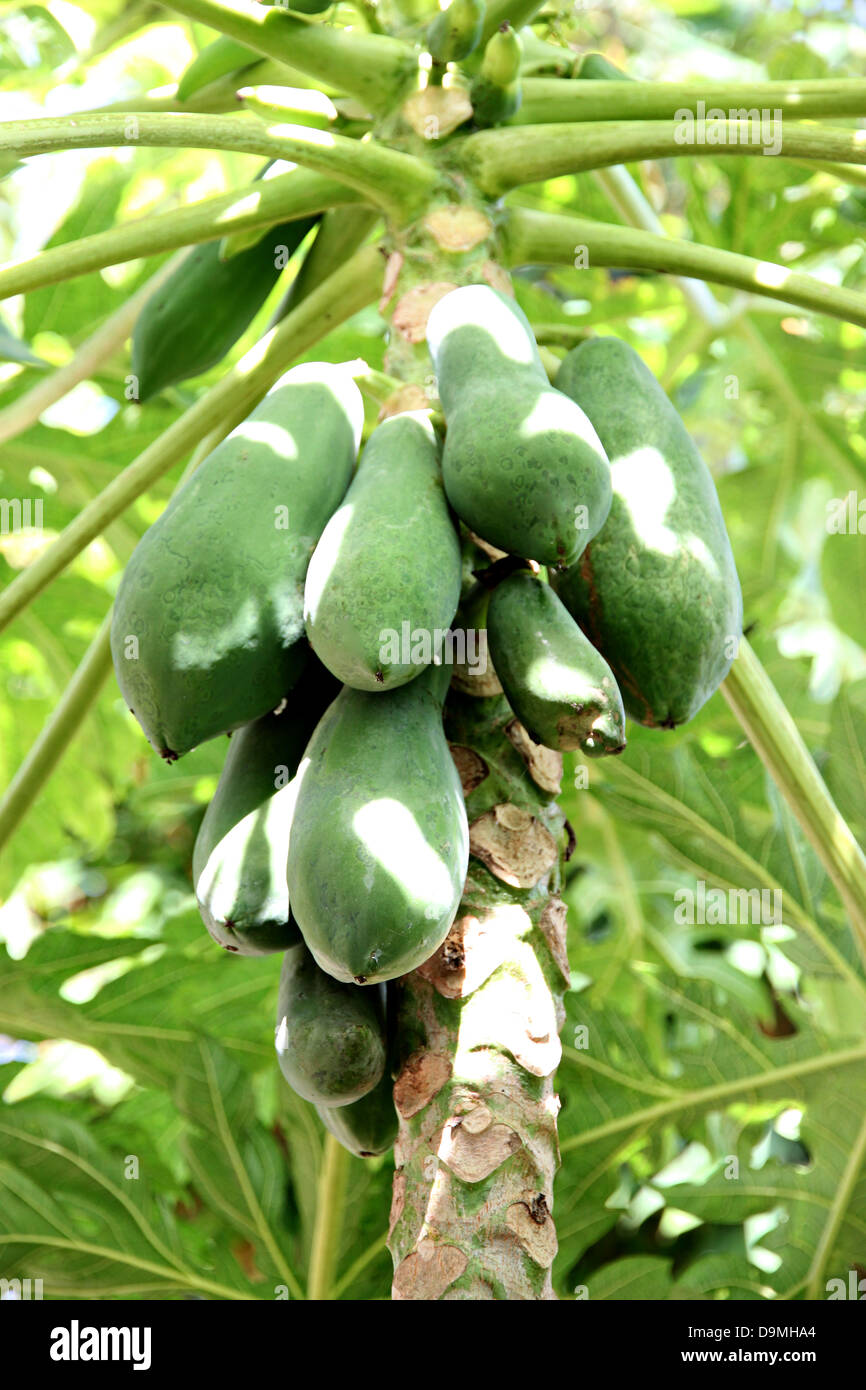 The Papaya is not ripe on the tree Stock Photo - Alamy