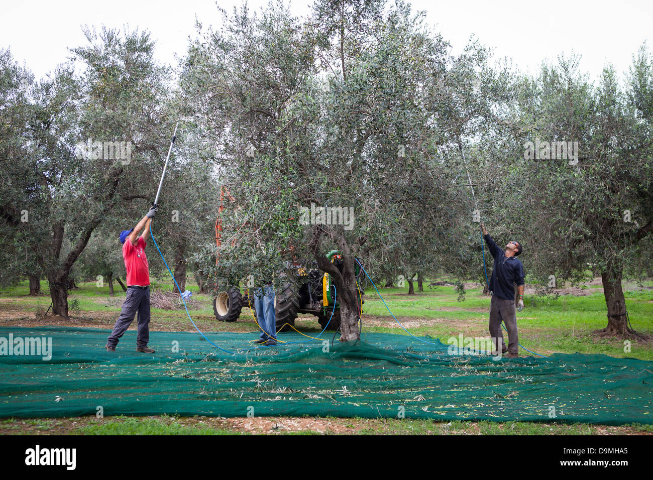 Olives Harvest Tractor High Resolution Stock Photography and Images - Alamy