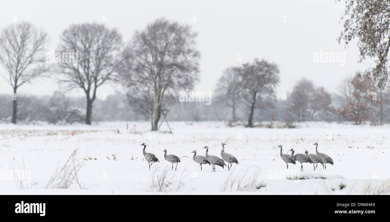 Crane in snow hi-res stock photography and images - Alamy