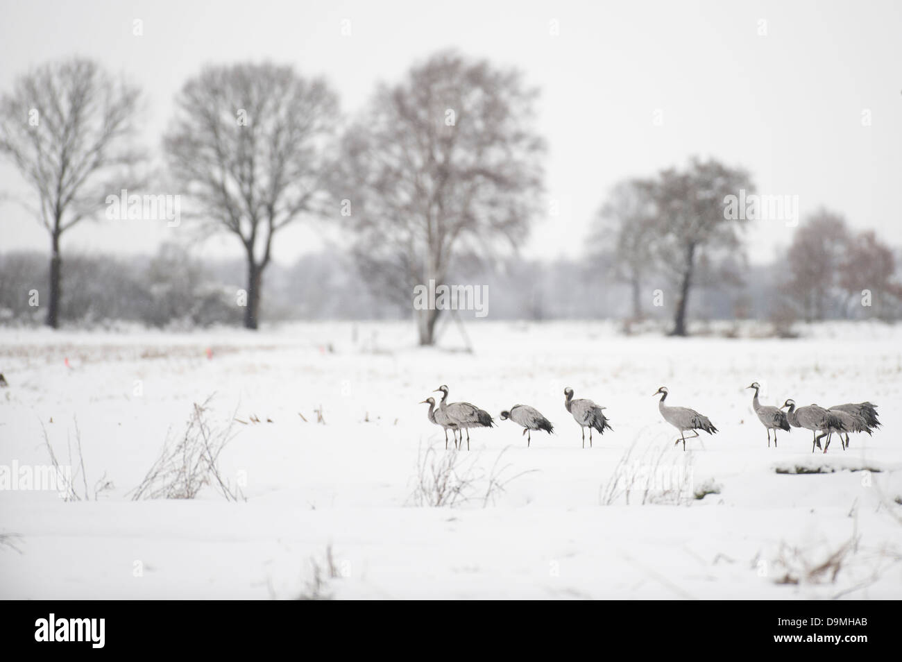 Cranes in the snow Stock Photo - Alamy