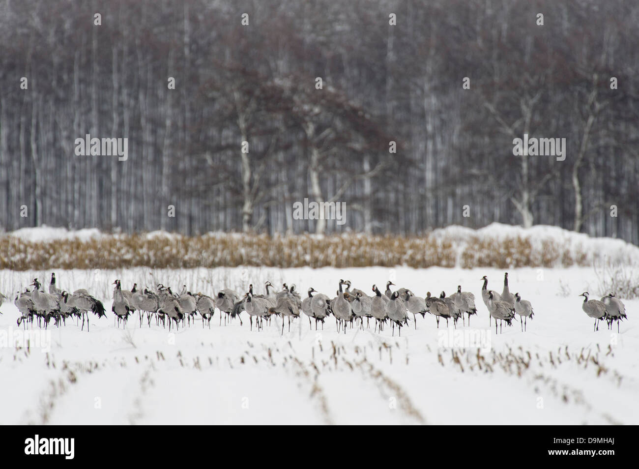 Crane in snow hi-res stock photography and images - Alamy