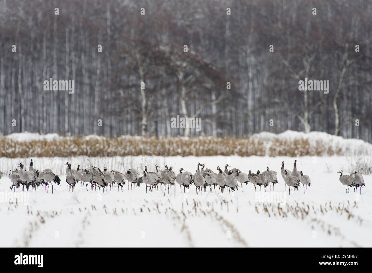 Crane in snow hi-res stock photography and images - Alamy