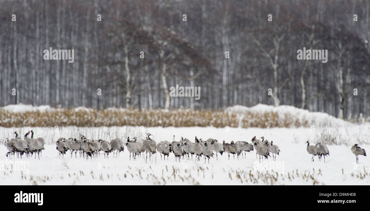 Cranes panorama hi-res stock photography and images - Alamy