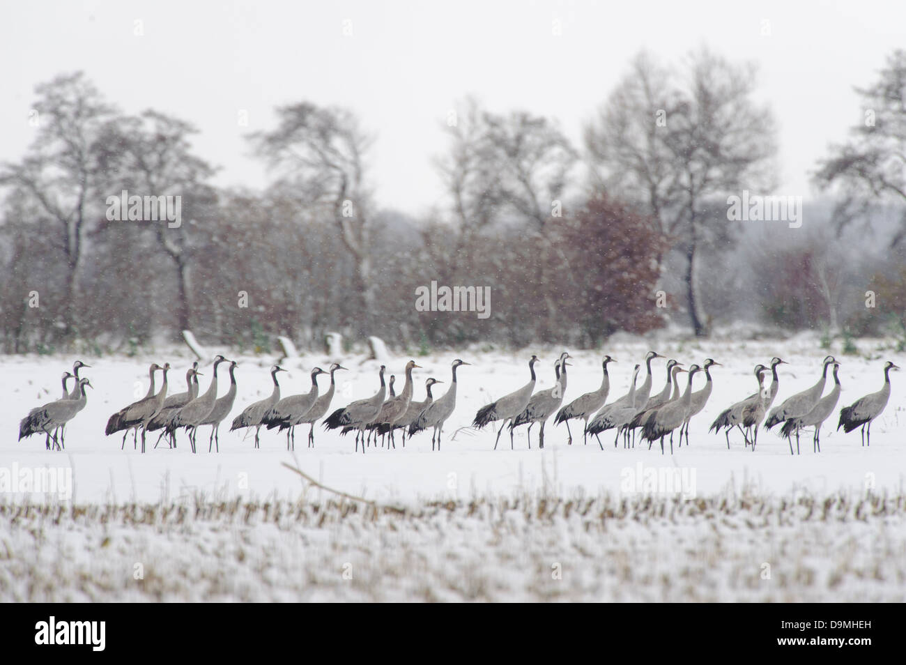 Crane in snow hi-res stock photography and images - Alamy