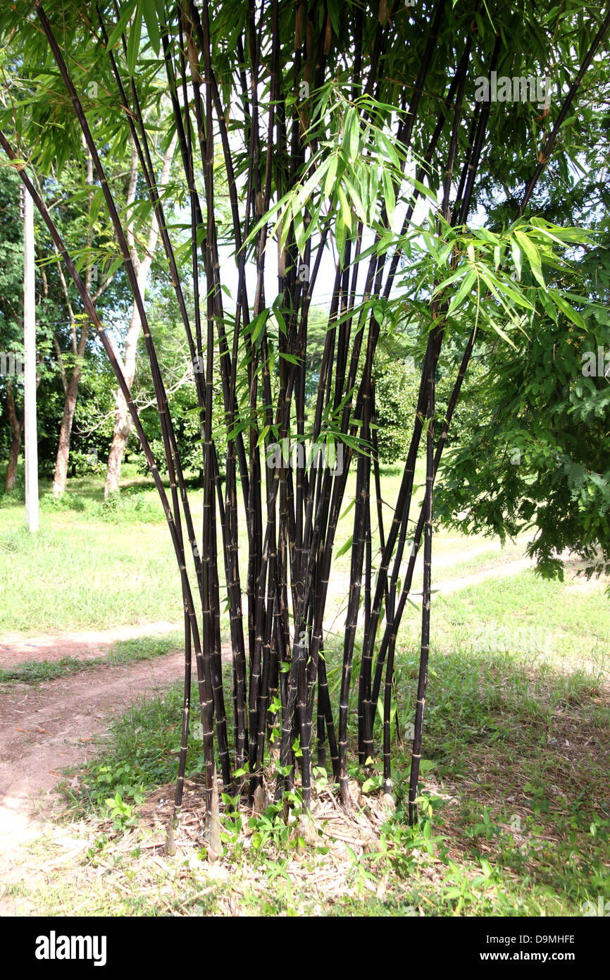 Black bamboo forest hi-res stock photography and images - Alamy