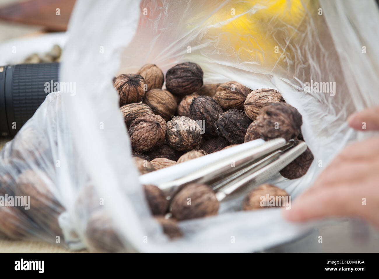 A polythene bag containing freshly picked walnuts Stock Photo - Alamy