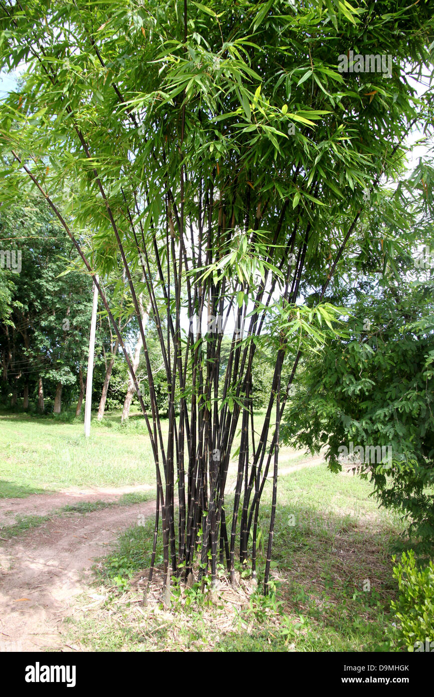 Bamboo black tree hi-res stock photography and images - Alamy