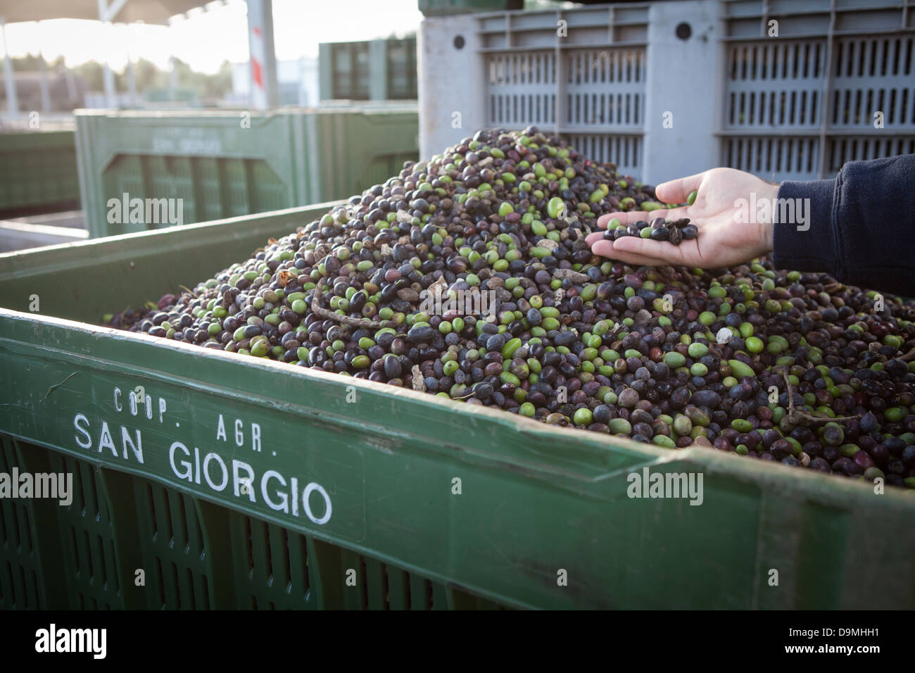 Olives in crates waiting to be processed into Virgin Olive Oil at the ...