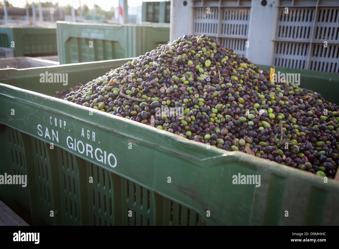 Olives in crates waiting to be processed into Virgin Olive Oil at the ...