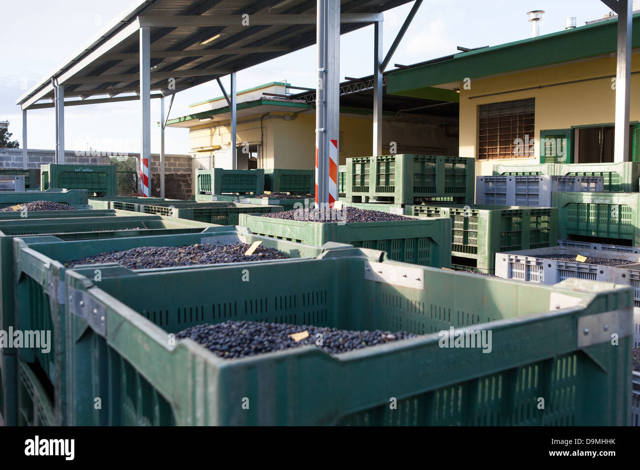 Olive trees factory hi-res stock photography and images - Alamy