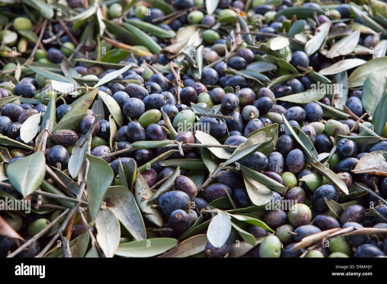 Olive trees factory hi-res stock photography and images - Alamy