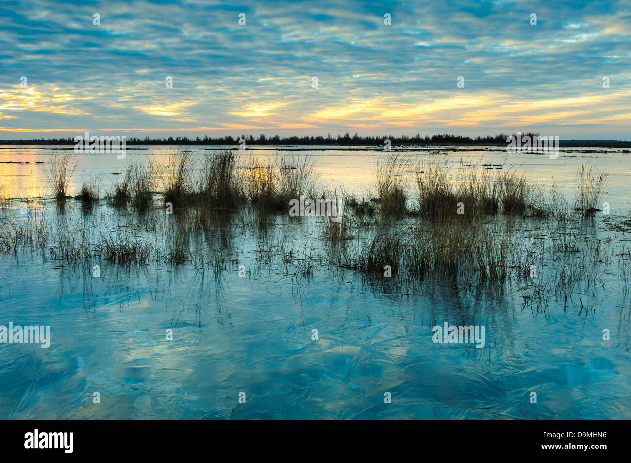 Bog at winter hi-res stock photography and images - Alamy