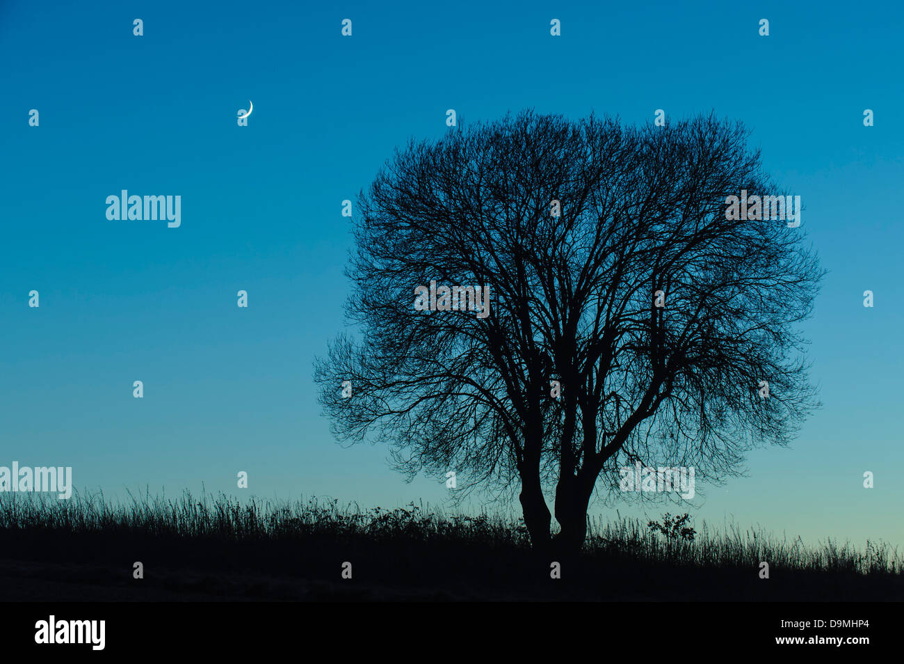 Crescent with tree Stock Photo - Alamy