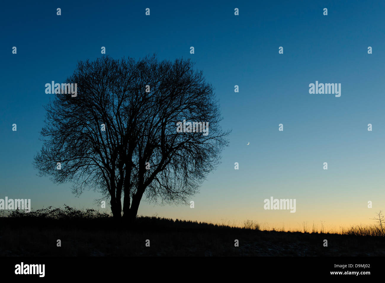 Crescent tree hi-res stock photography and images - Alamy