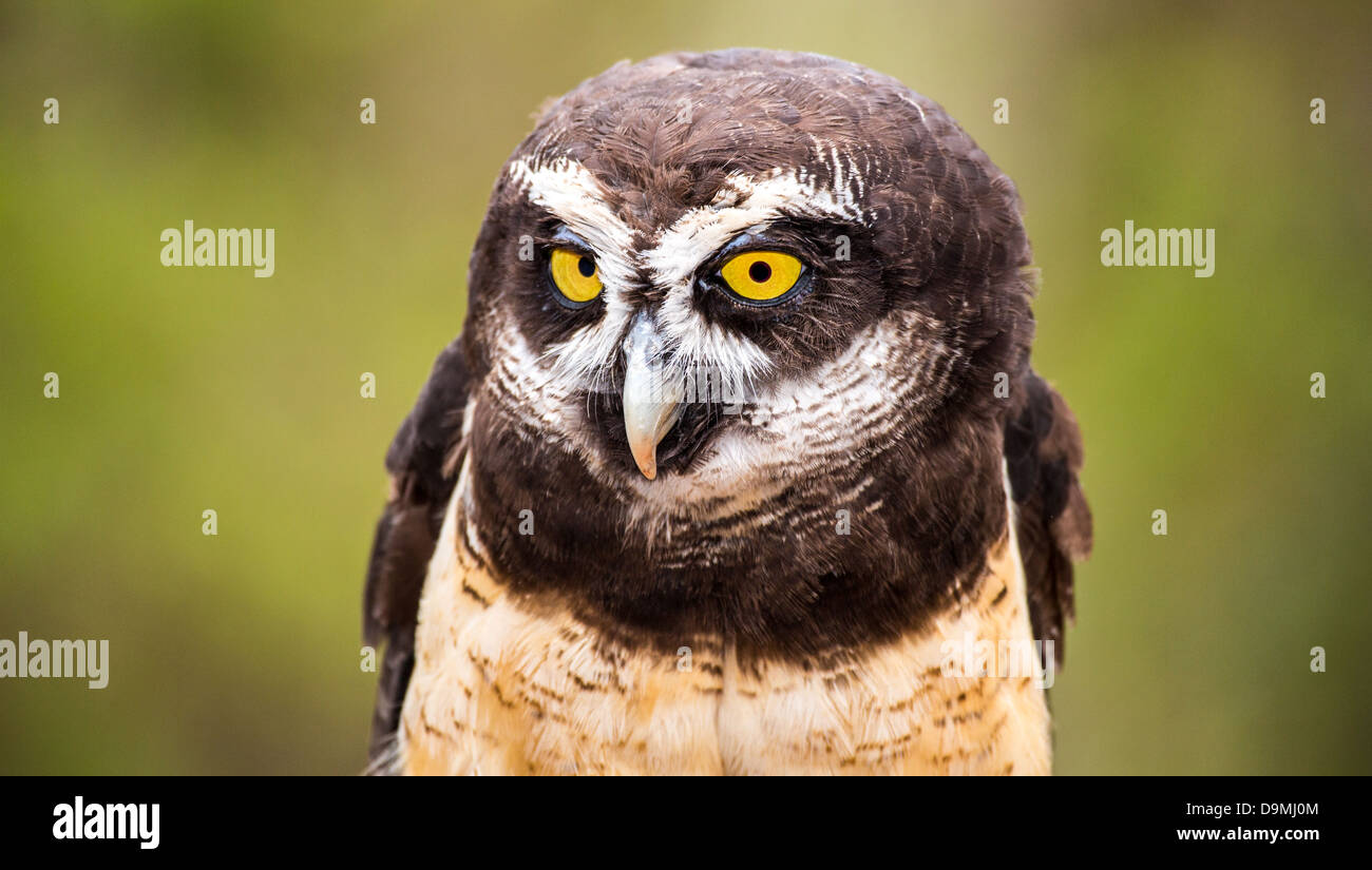 Raptor owl hi-res stock photography and images - Alamy