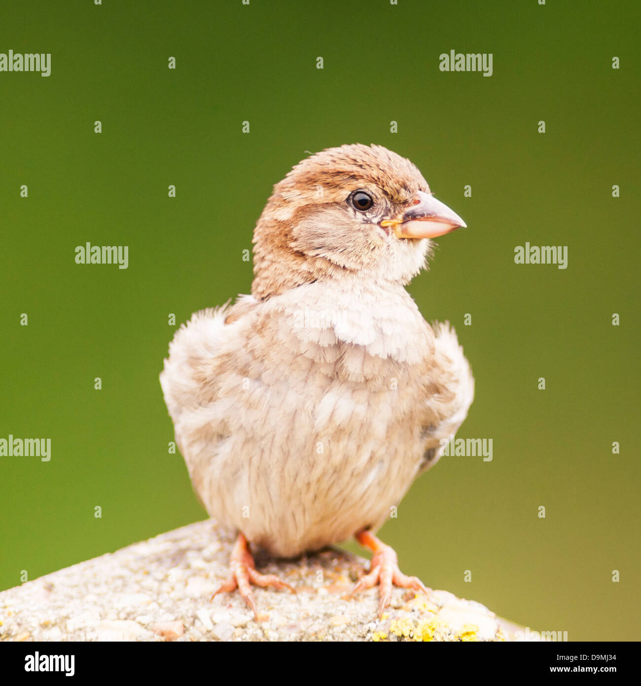 Female house sparrow hi-res stock photography and images - Alamy