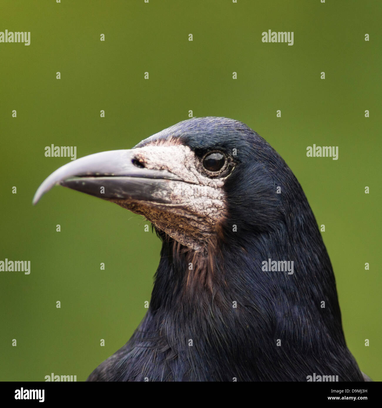 A Rook (Corvus frugilegus) with a deformed beak in the Uk Stock Photo ...