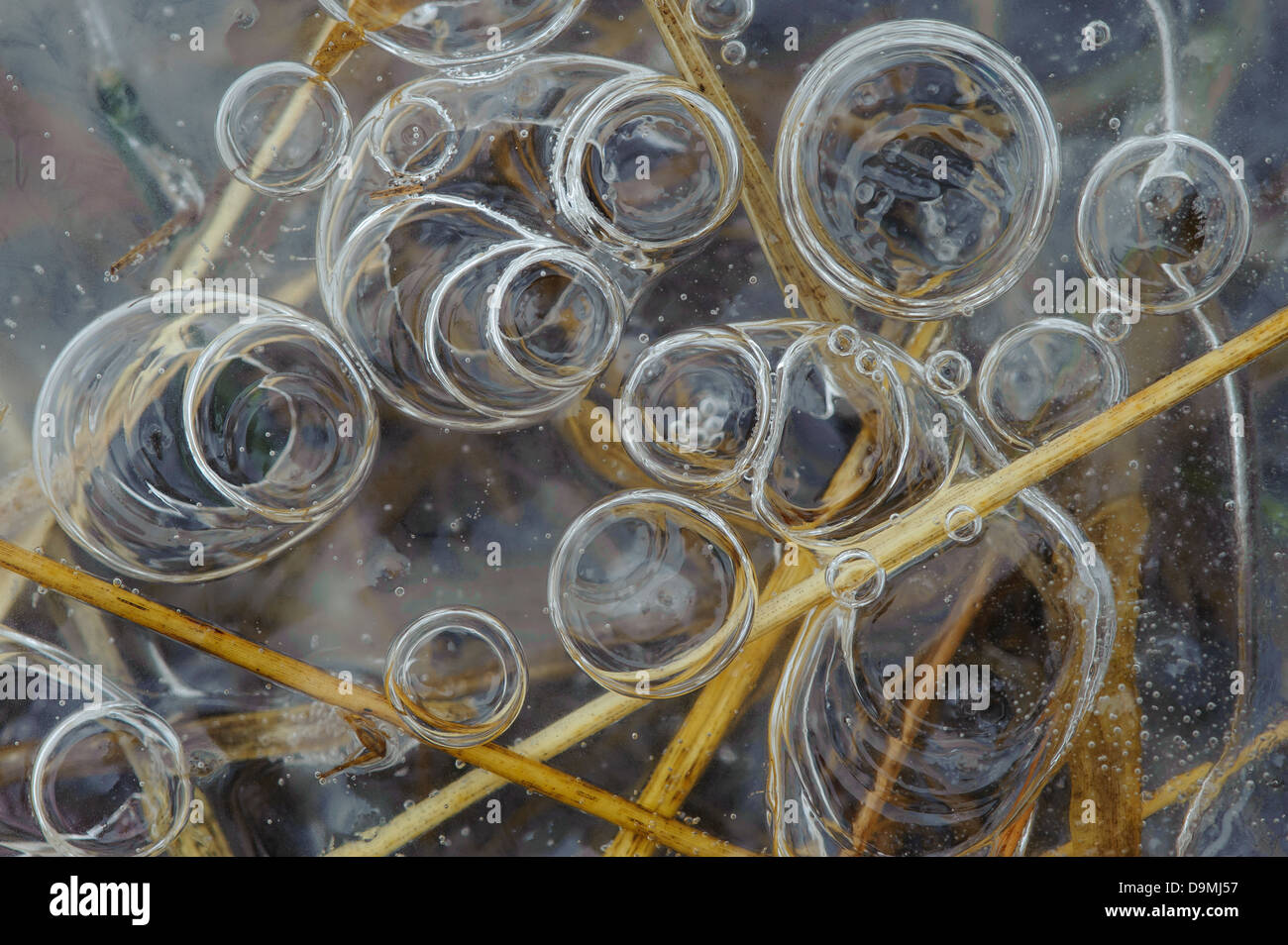 Ice on a puddle Stock Photo - Alamy