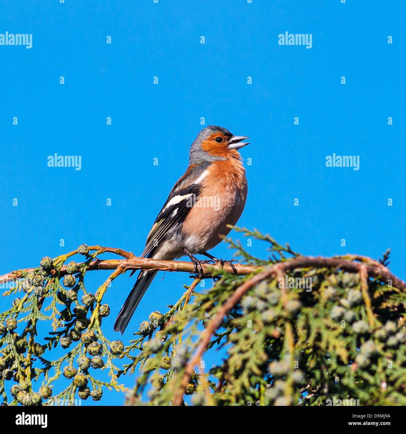 A Male Chaffinch Singing (Fringilla coelebs) in the uk Stock Photo - Alamy