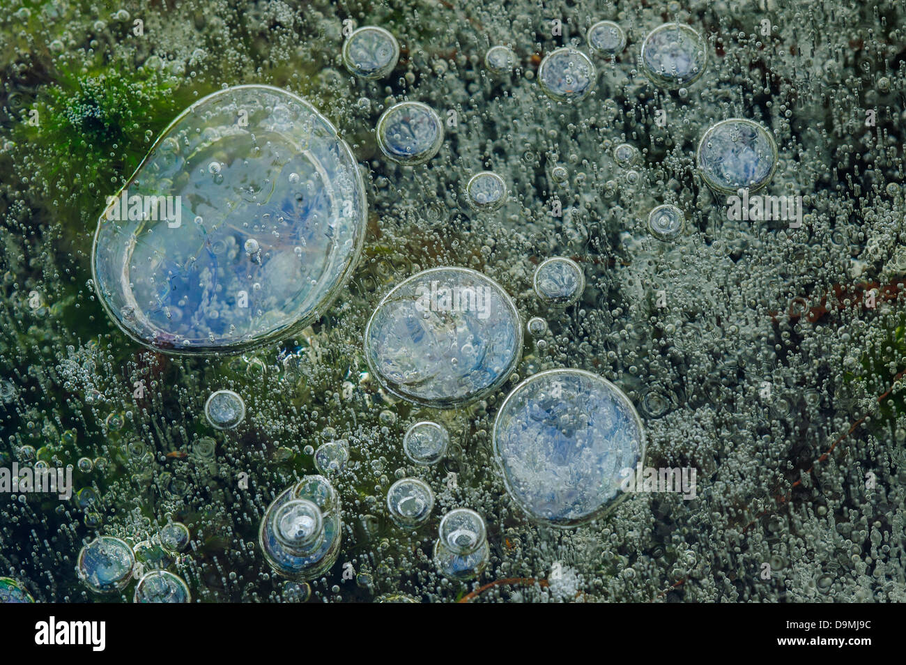 Ice on a puddle Stock Photo - Alamy