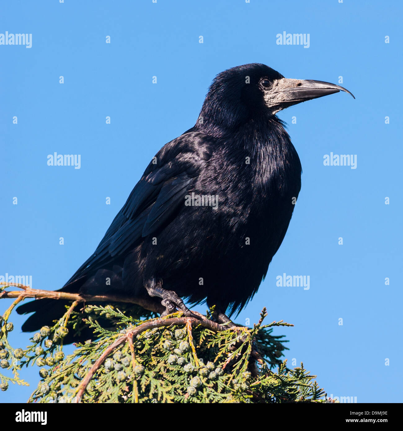 Deformed beak hi-res stock photography and images - Alamy