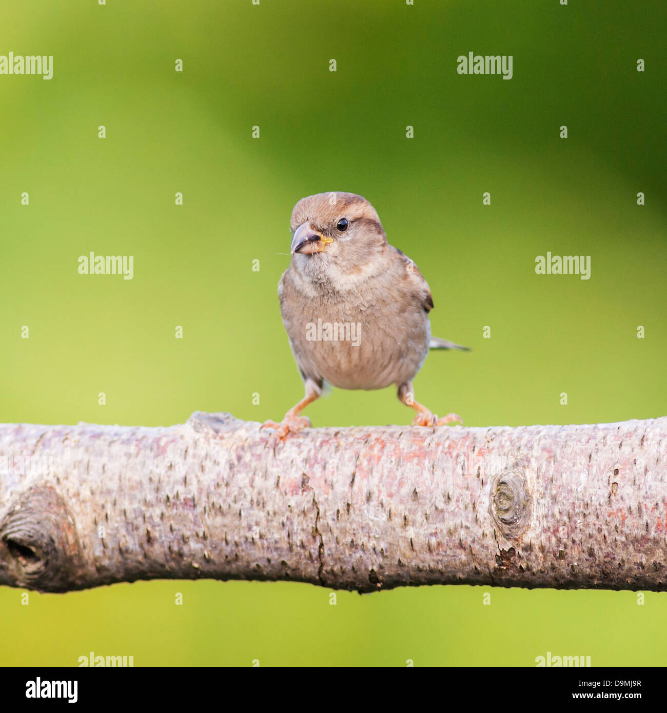 Female house sparrow hi-res stock photography and images - Alamy