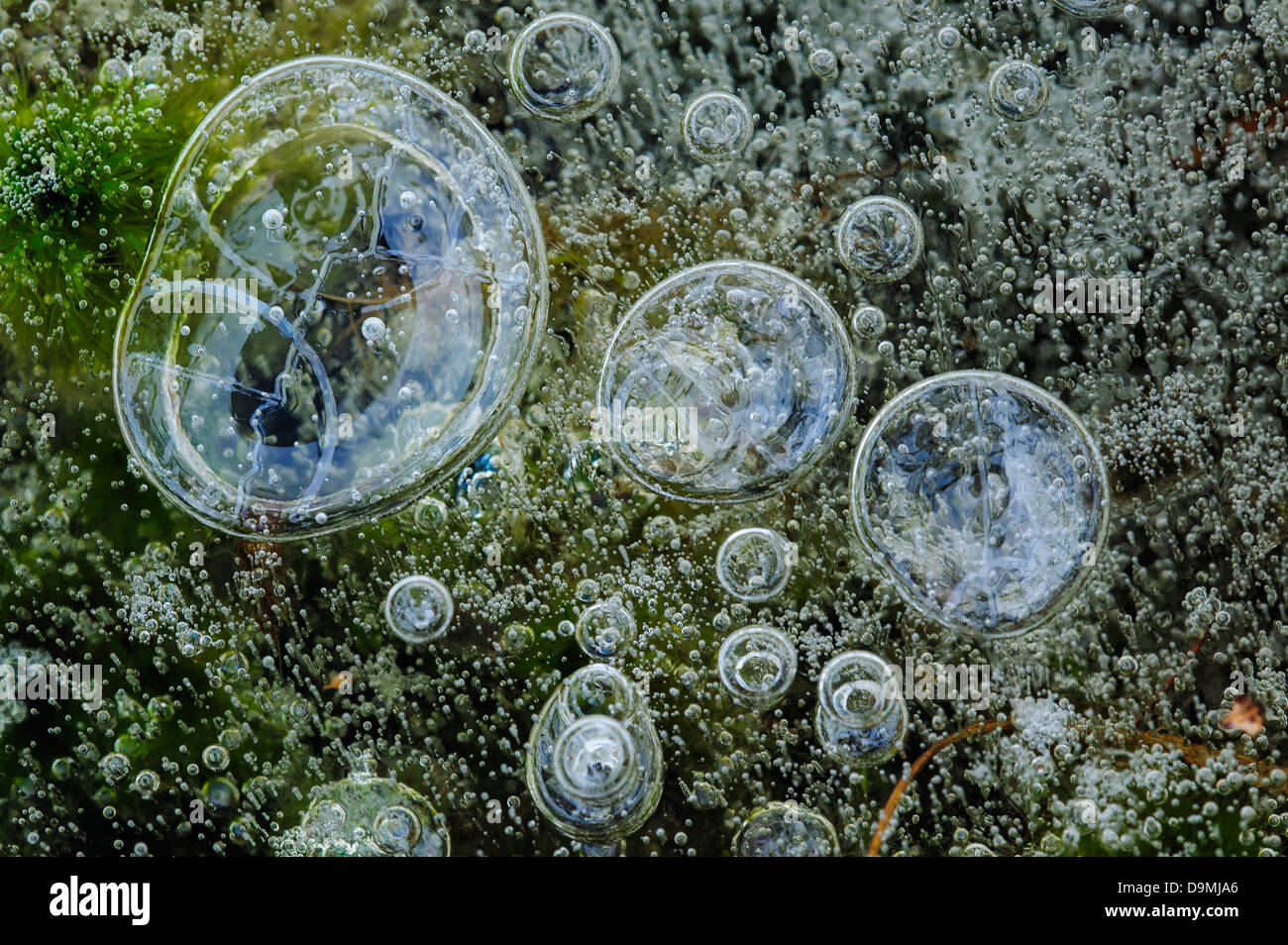 Ice on a puddle Stock Photo - Alamy