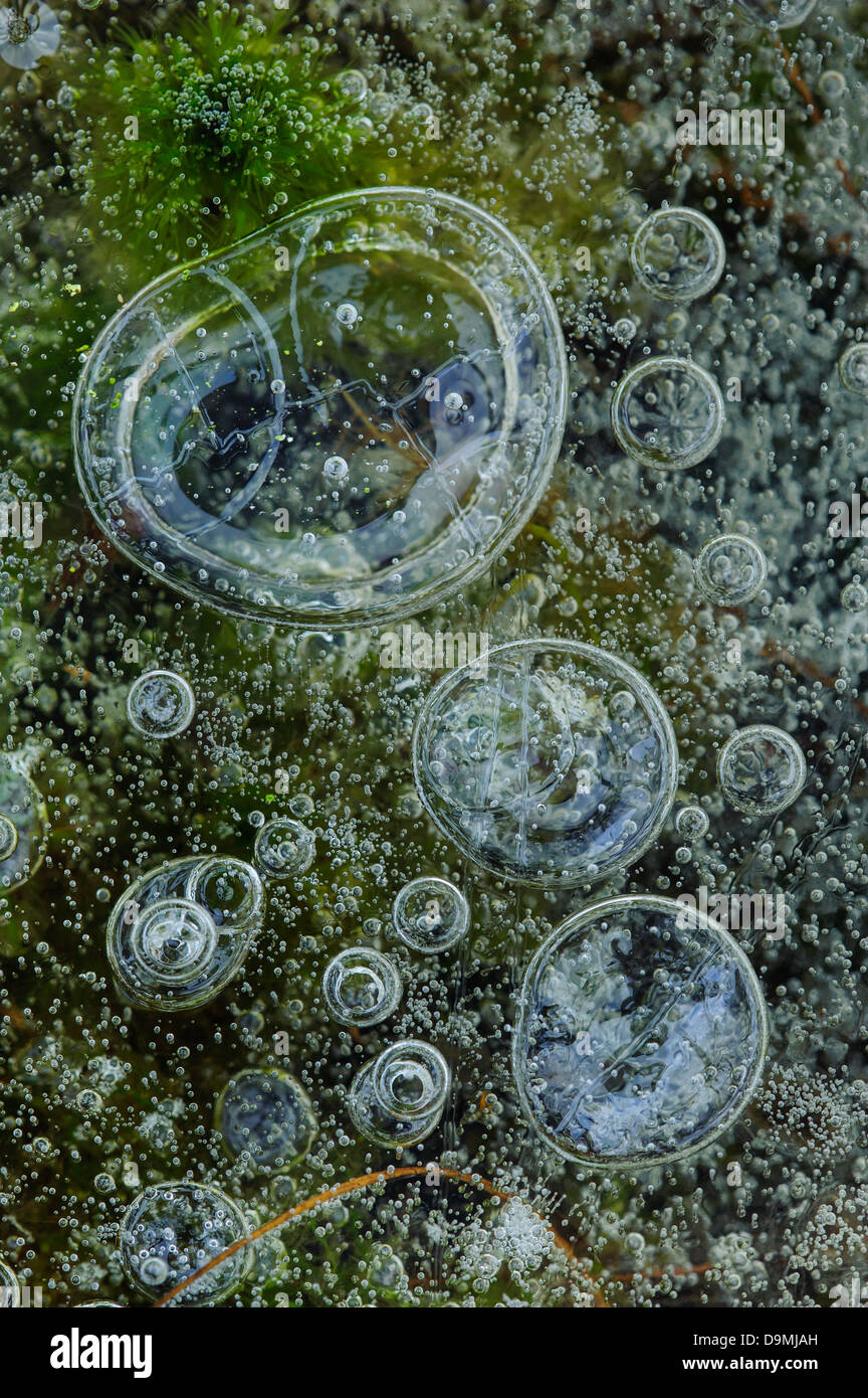 Ice on a puddle Stock Photo - Alamy