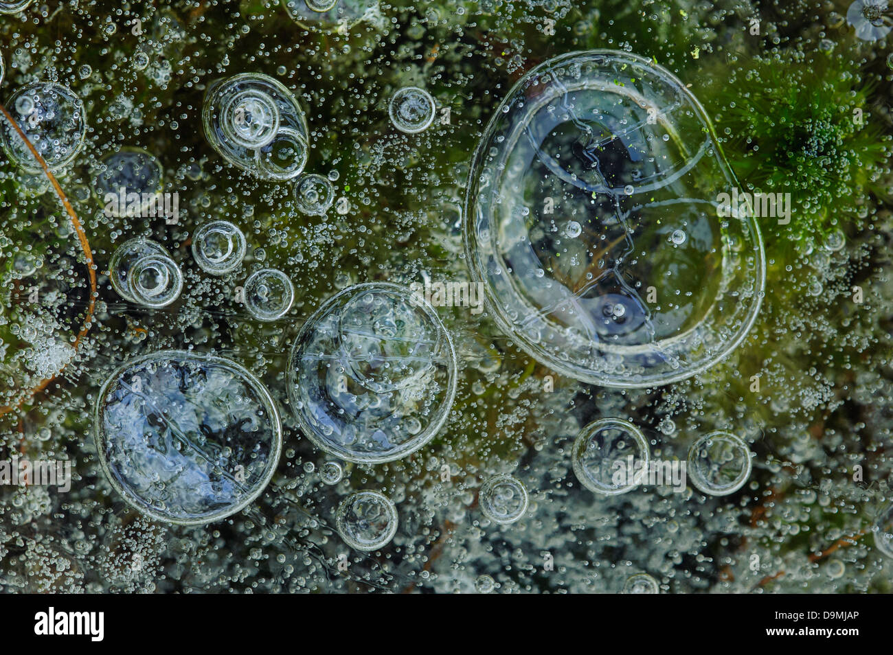 Ice on a puddle Stock Photo - Alamy