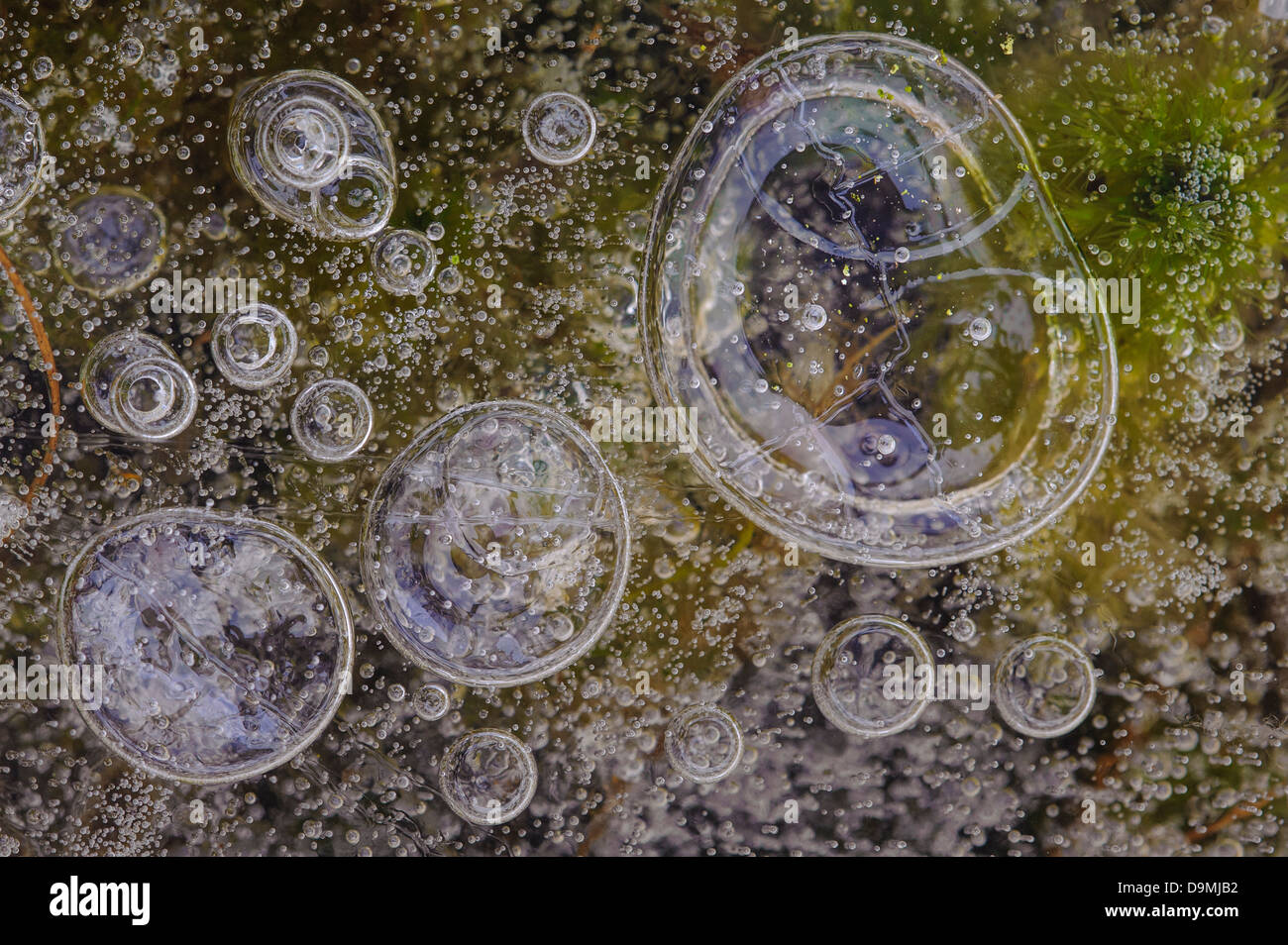 Ice on a puddle Stock Photo - Alamy