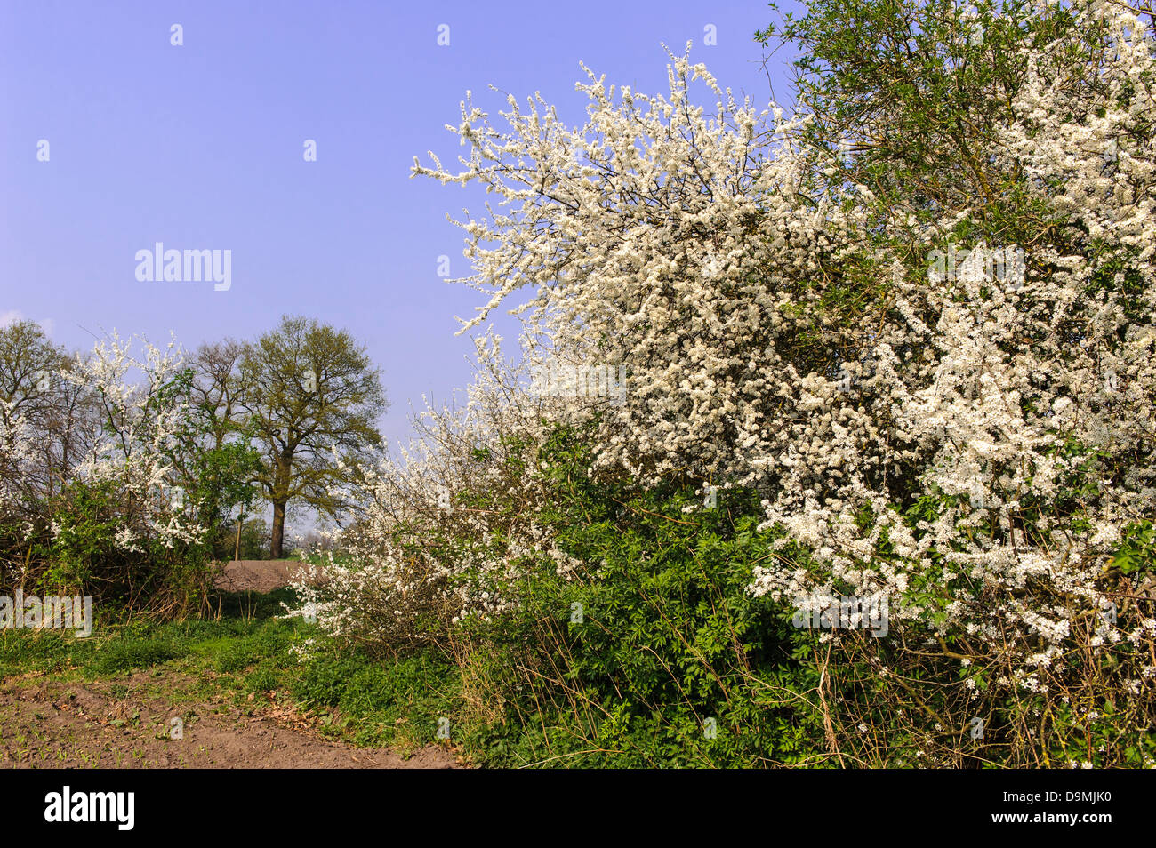 Blossoming sloe sloes spring bloom blooming Stock Photo - Alamy