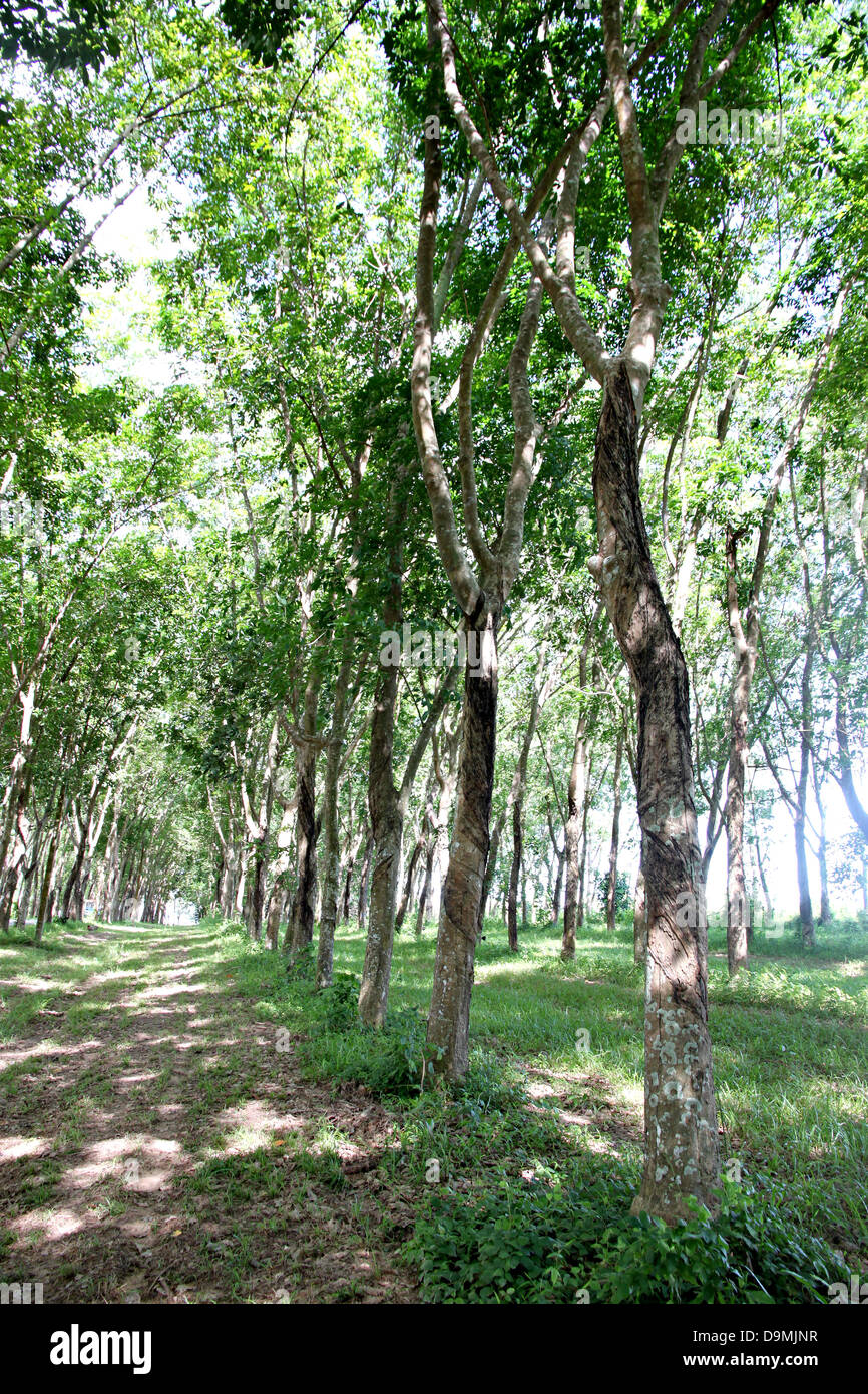 Rubber plantation hi-res stock photography and images - Alamy