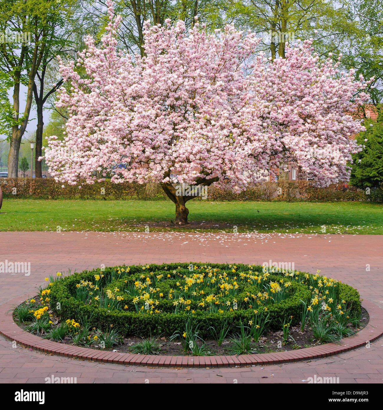 Spring Catholic academy batch field Magnolia magnolia batch field ...